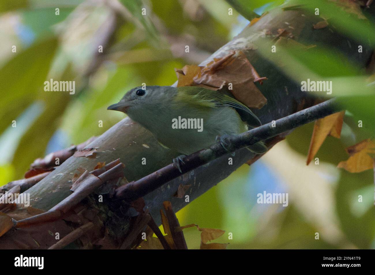 Lesser Greenlet (Pachysylvia decurtata Stock Photo - Alamy
