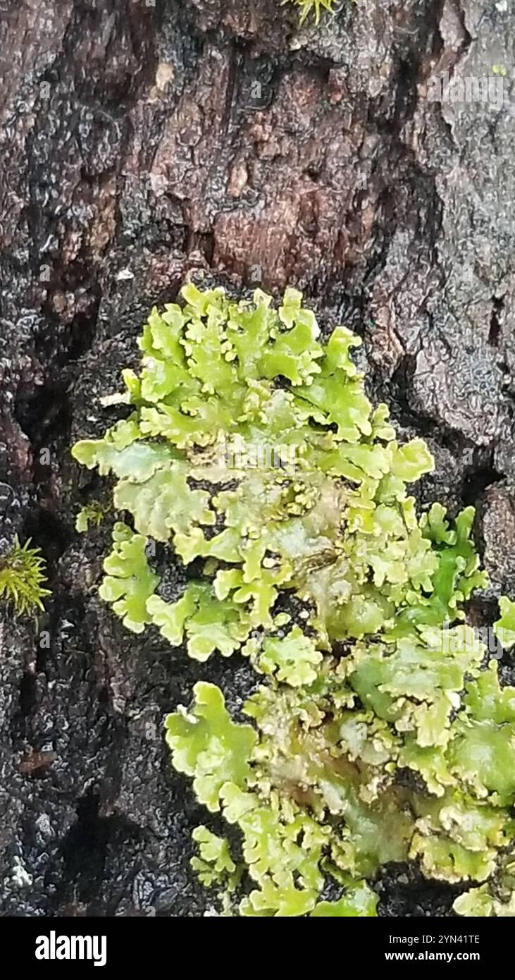 Pacific Candleflame Lichen (Candelaria pacifica Stock Photo - Alamy