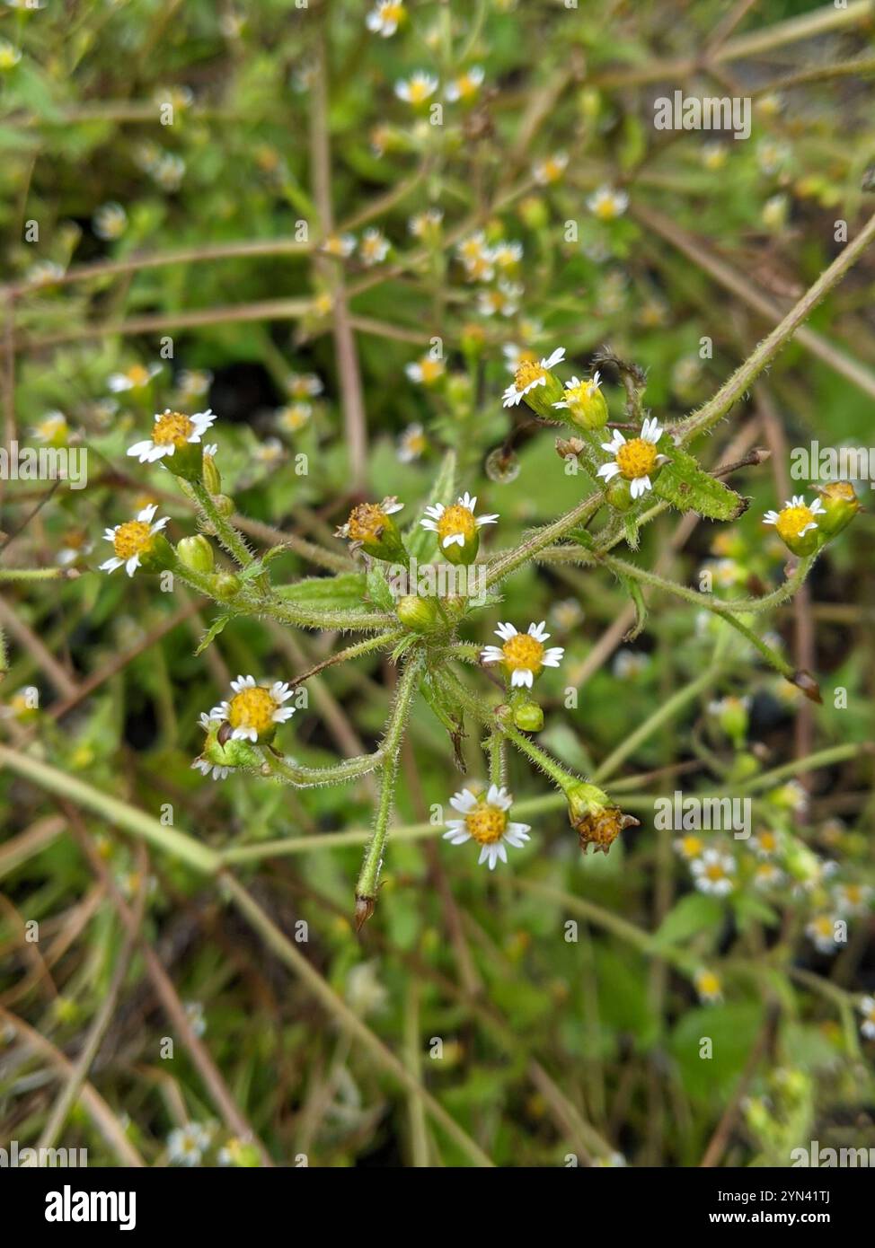 shaggy soldier (Galinsoga quadriradiata Stock Photo - Alamy