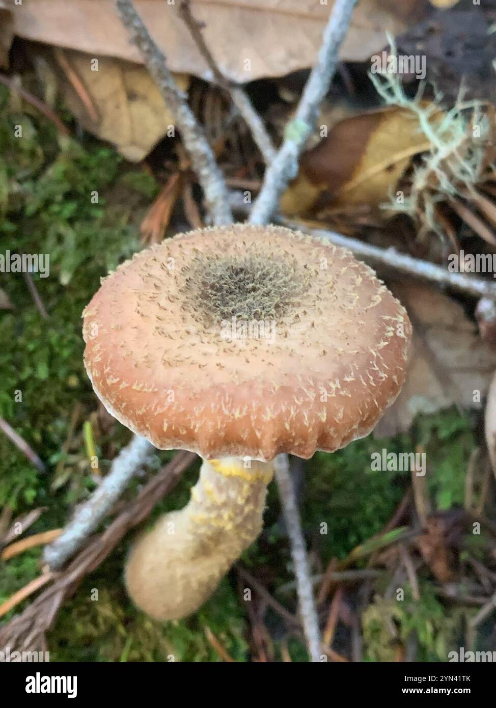 honey mushrooms (Armillaria Stock Photo - Alamy