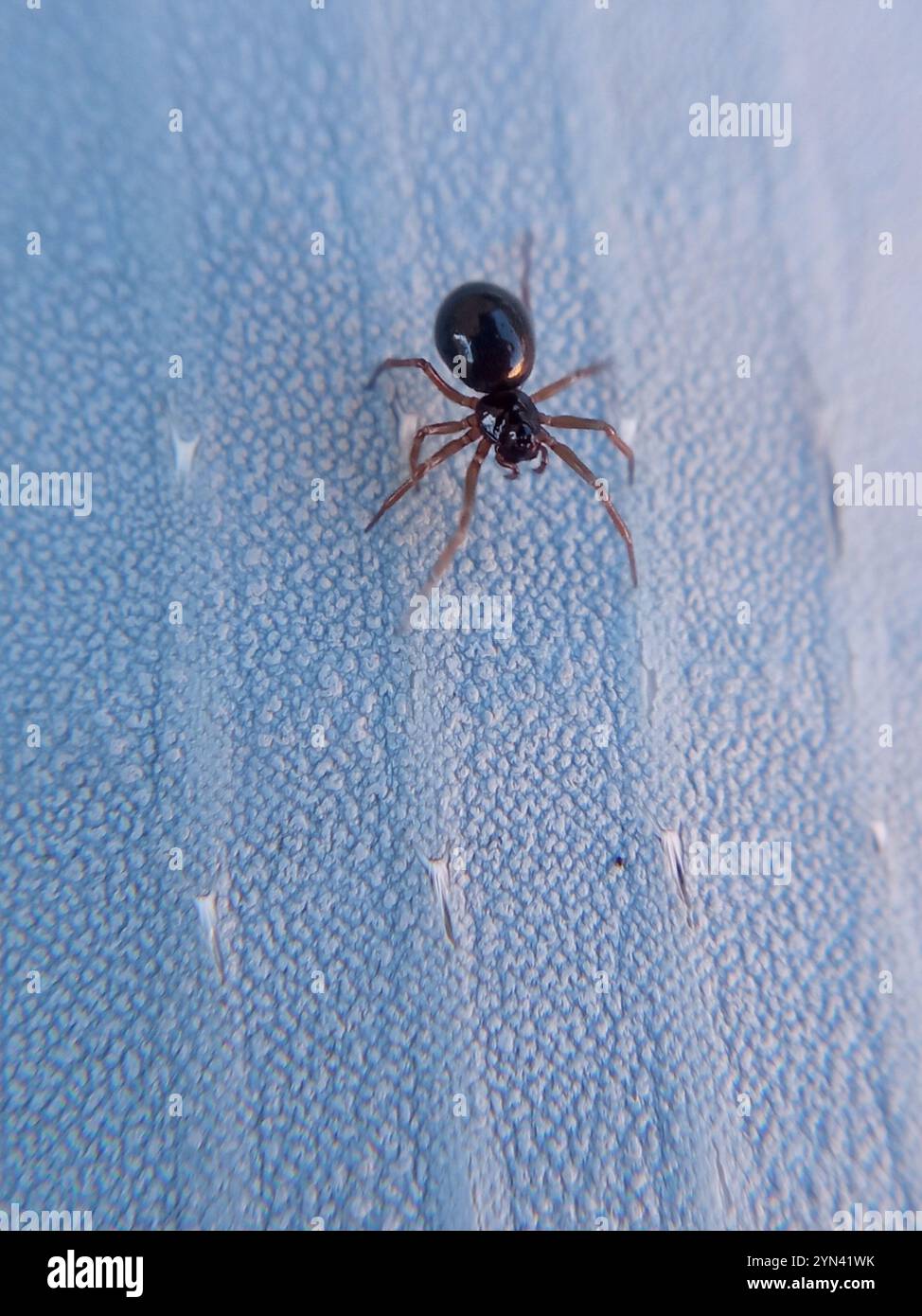 Dwarf Spiders (Erigoninae Stock Photo - Alamy