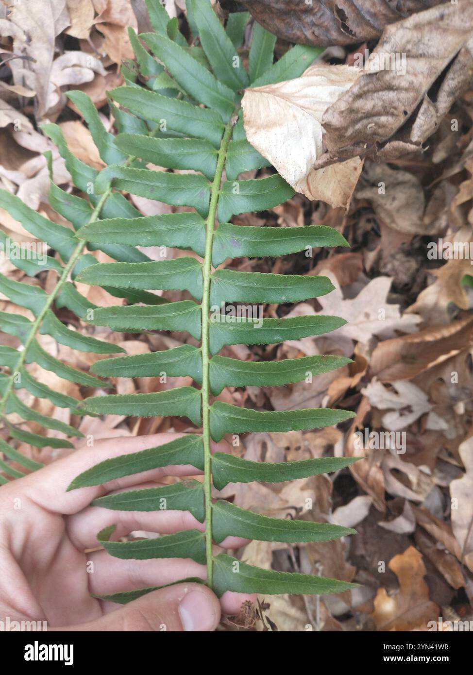 Christmas fern (Polystichum acrostichoides Stock Photo - Alamy