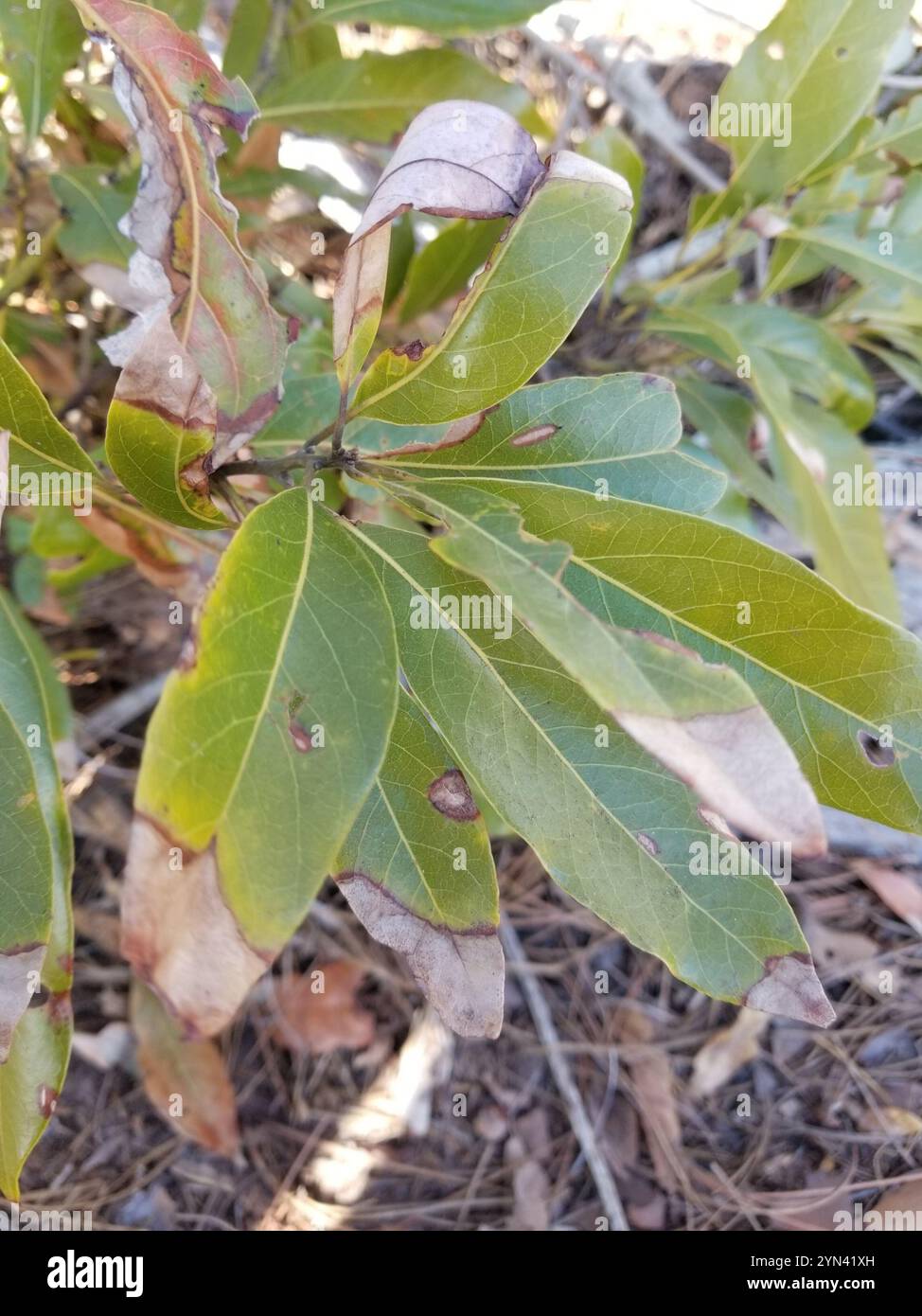 Redbay persea borbonia hi-res stock photography and images - Alamy