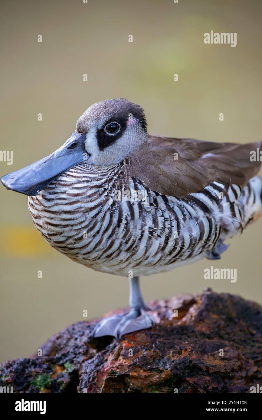 The Pink-eared Duck (Malacorhynchus membranaceus) is a small, unique ...