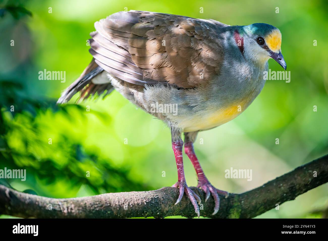 Purple ground dove hi-res stock photography and images - Alamy
