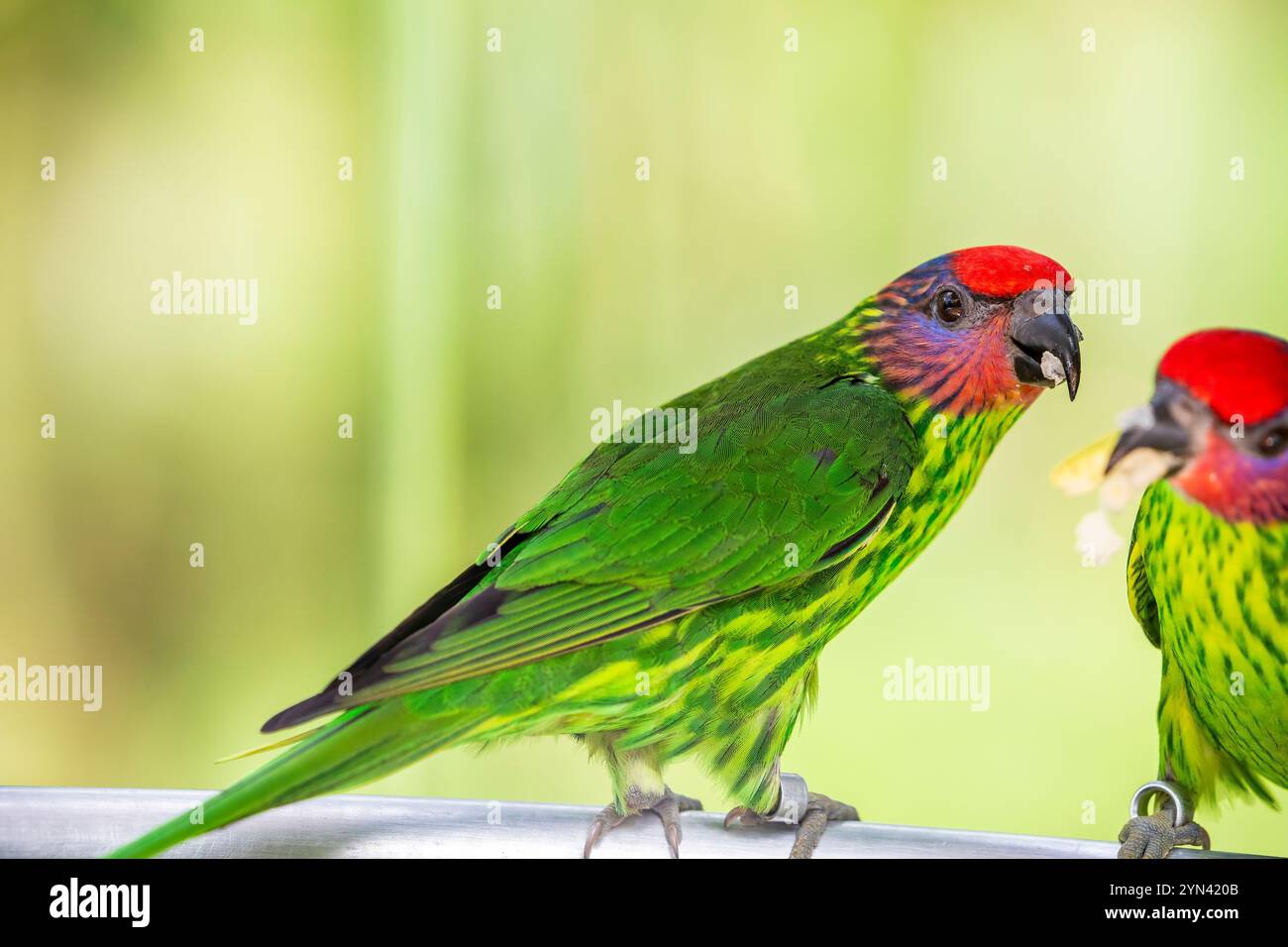 The Goldie's Lorikeet (Psitteuteles goldiei) is a small, vibrant parrot native to the montane ...