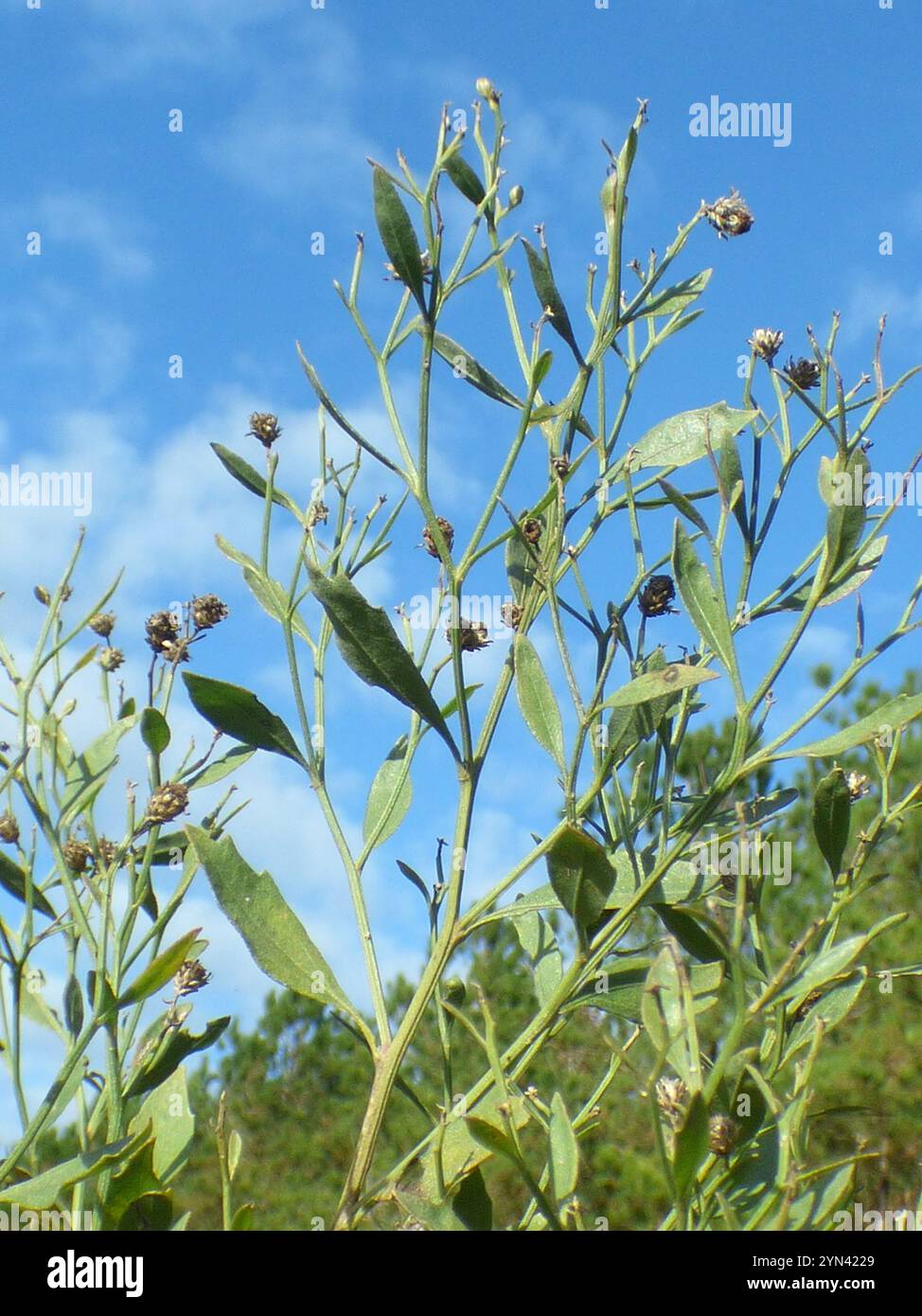 groundsel tree (Baccharis halimifolia Stock Photo - Alamy