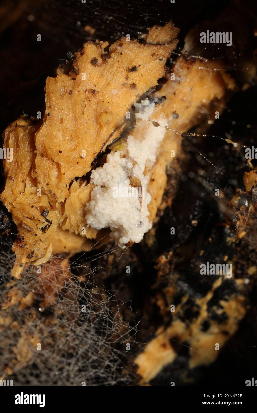 slime molds (Mycetozoa Stock Photo - Alamy