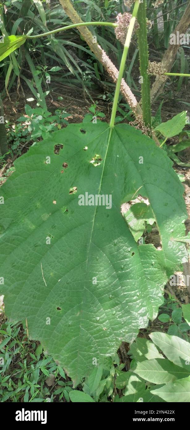 Scratchbush (Urera baccifera Stock Photo - Alamy
