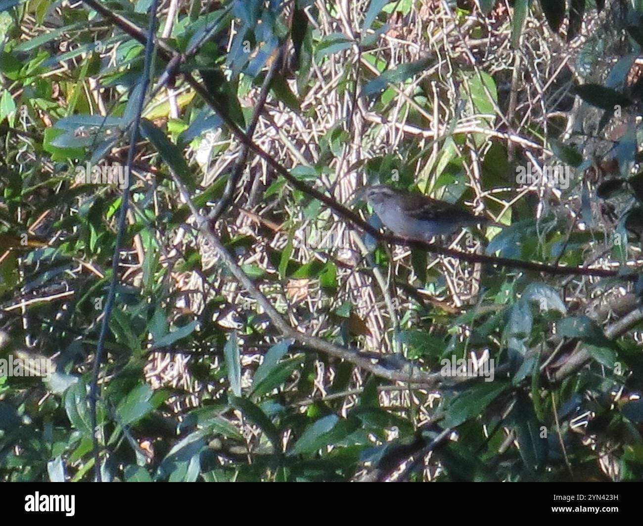 Chipping Sparrow (Spizella passerina Stock Photo - Alamy