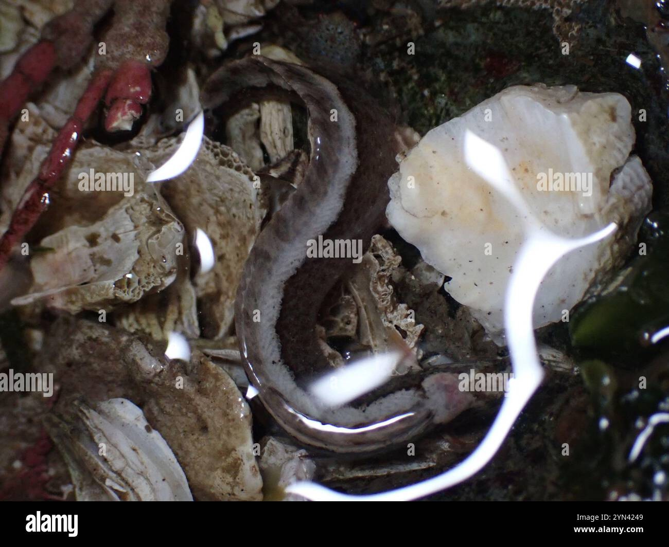 High Cockscomb (Anoplarchus purpurescens Stock Photo - Alamy