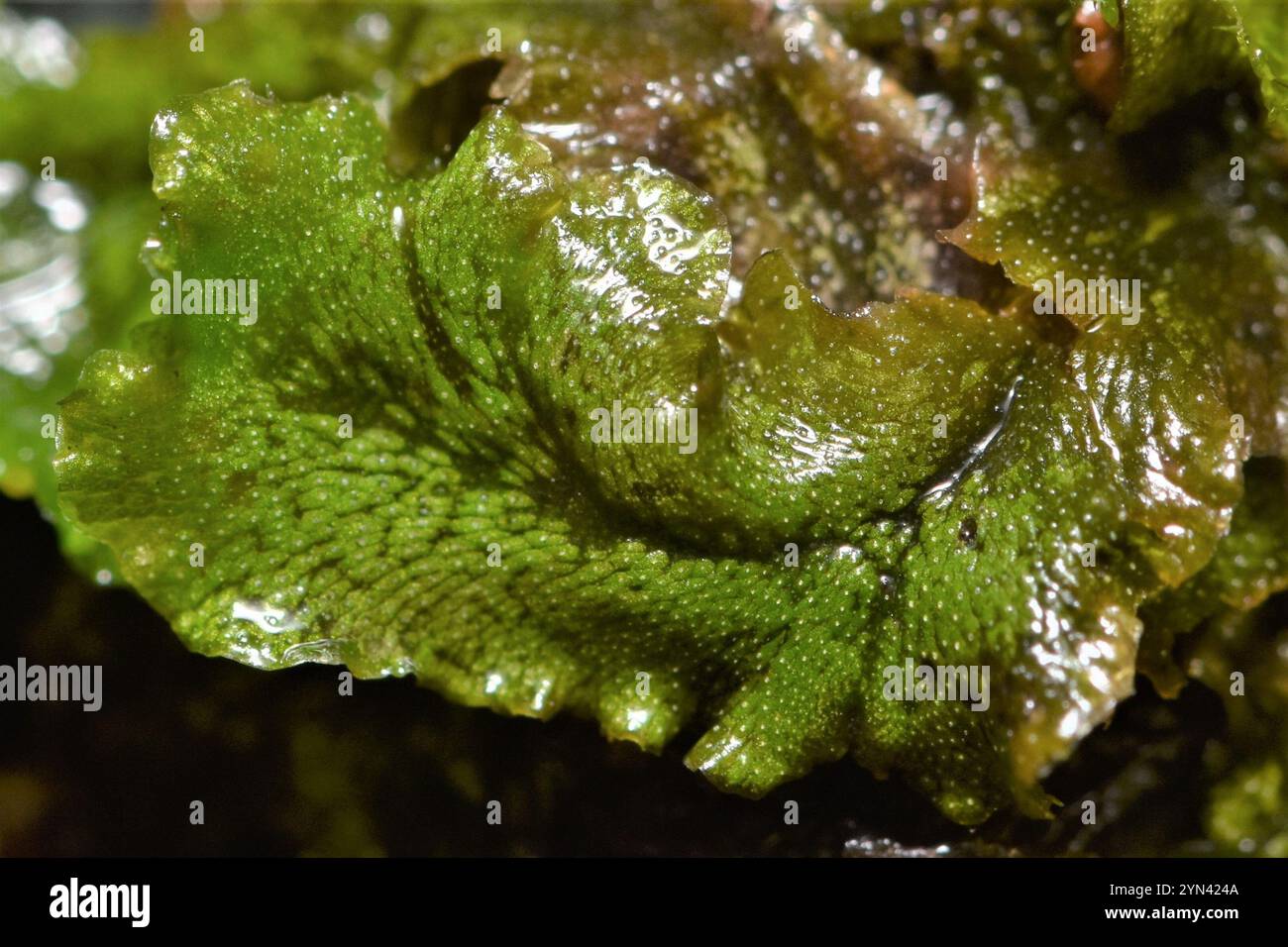 Common Liverwort (Marchantia polymorpha Stock Photo - Alamy
