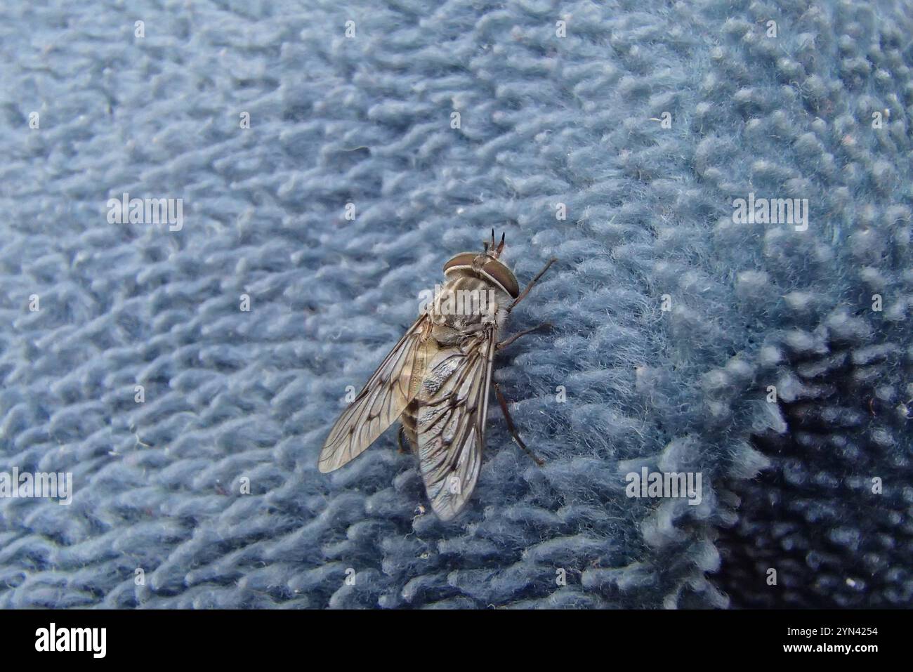 Horse and Deer Flies (Tabanidae Stock Photo - Alamy