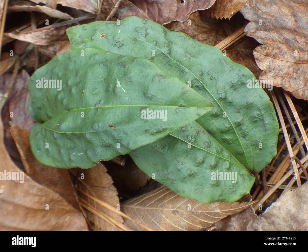 crane-fly orchid (Tipularia discolor Stock Photo - Alamy