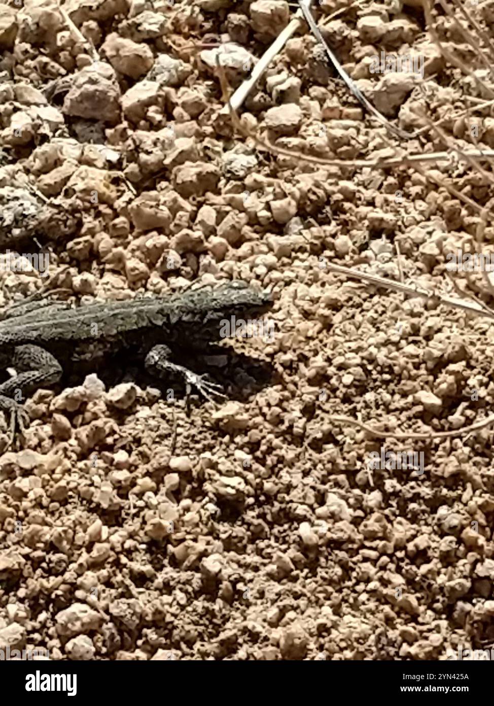 Western Side-blotched Lizard (Uta stansburiana elegans Stock Photo - Alamy