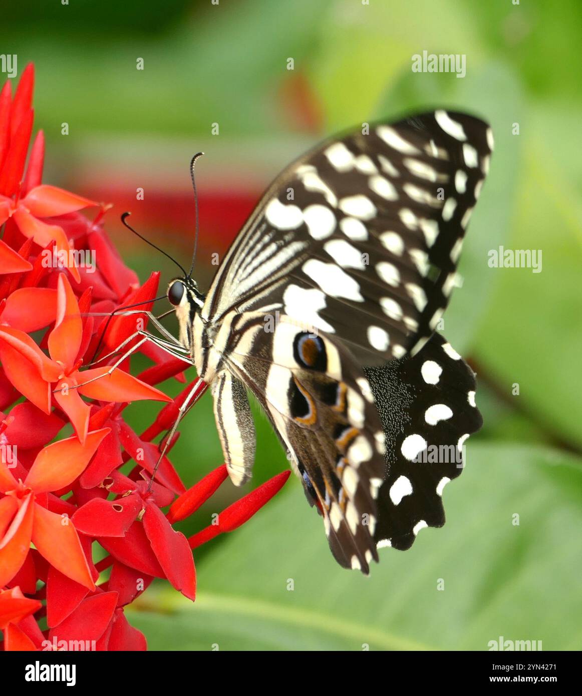 Citrus Swallowtail (Papilio demodocus demodocus Stock Photo - Alamy
