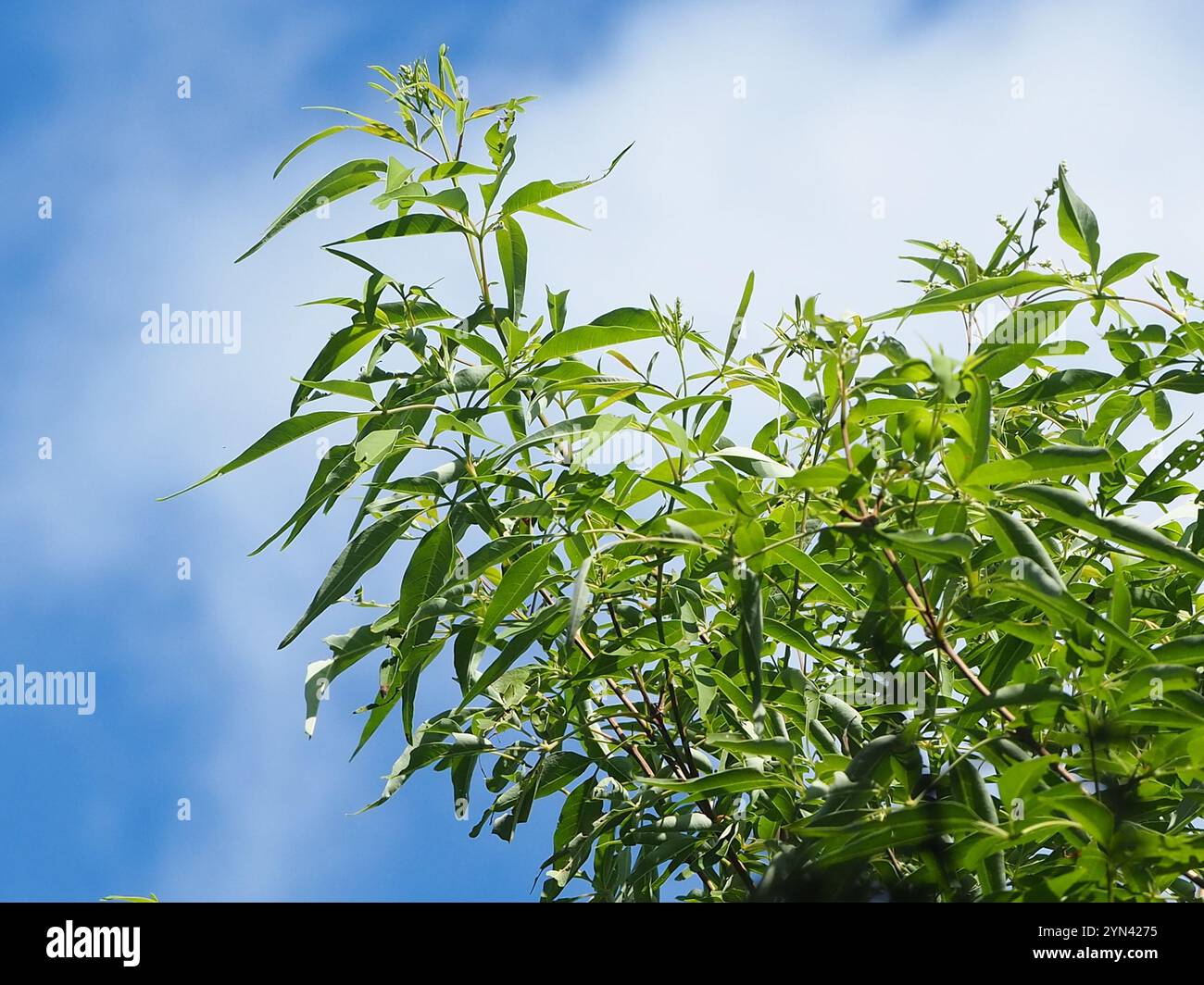 Five-leaved chaste tree (Vitex negundo Stock Photo - Alamy