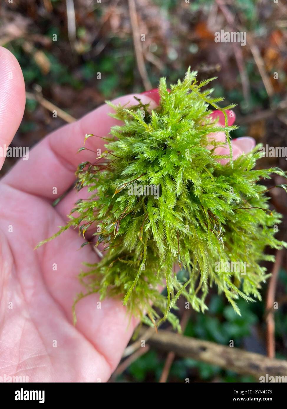 Rough-stalked Feather-moss (Brachythecium rutabulum Stock Photo - Alamy