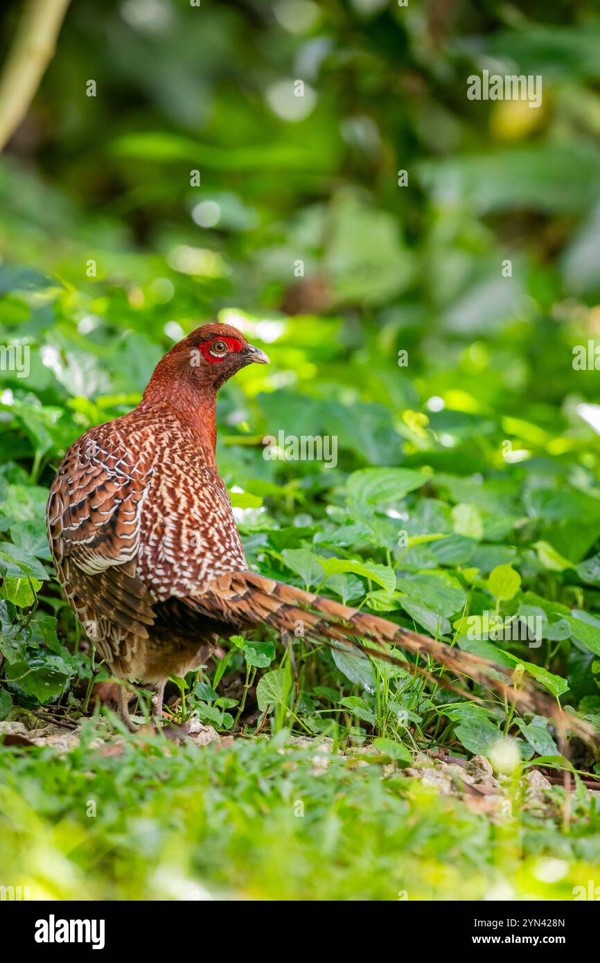 The Copper Pheasant (Syrmaticus soemmerringii) is a strikingly ...