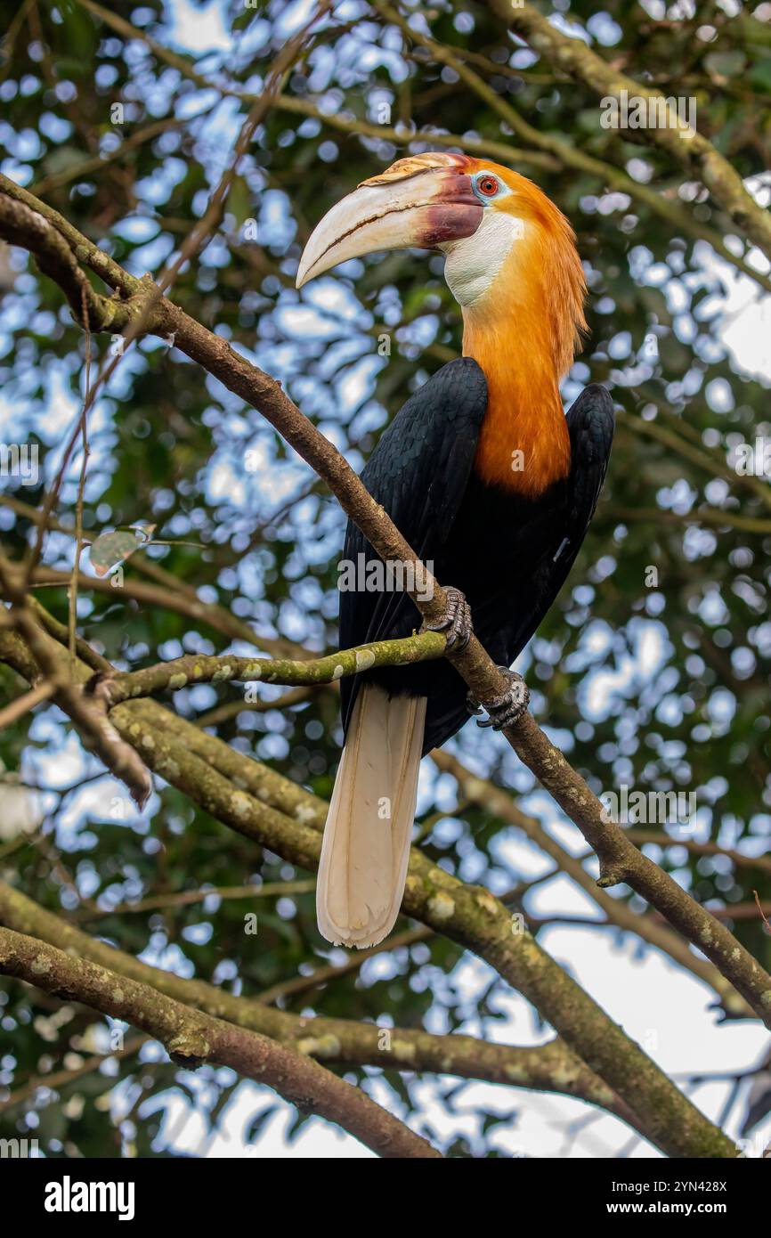 The Male Blyth's hornbill (Rhyticeros plicatus) is a large hornbill ...