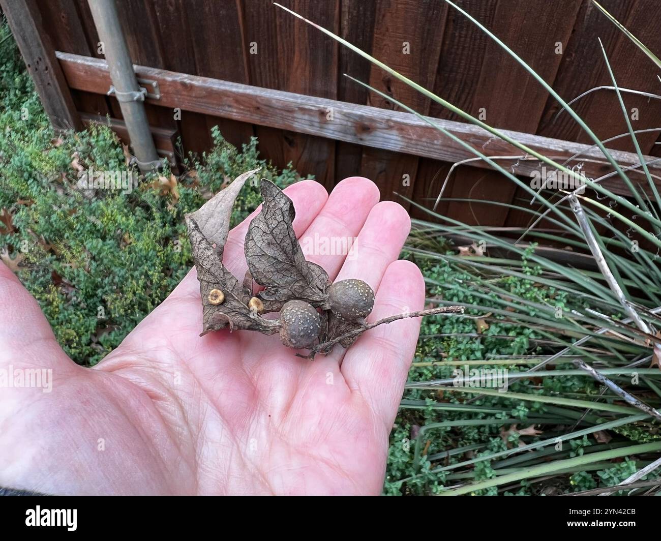 Hackberry Petiole Gall Psyllid (Pachypsylla venusta Stock Photo - Alamy