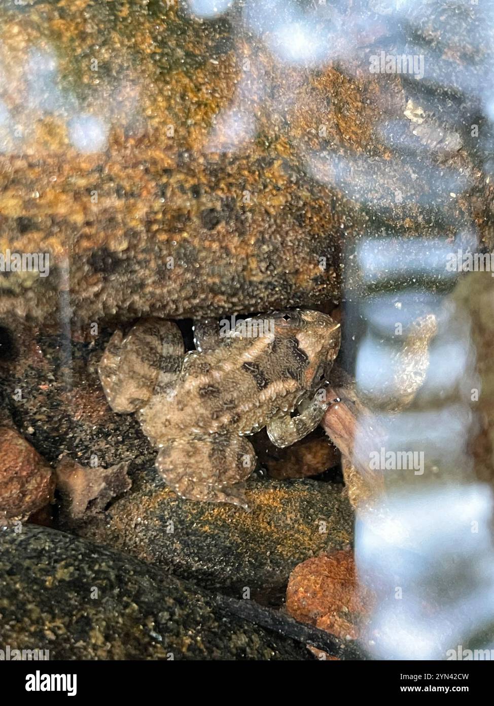 Night Frogs (Nyctibatrachus Stock Photo - Alamy