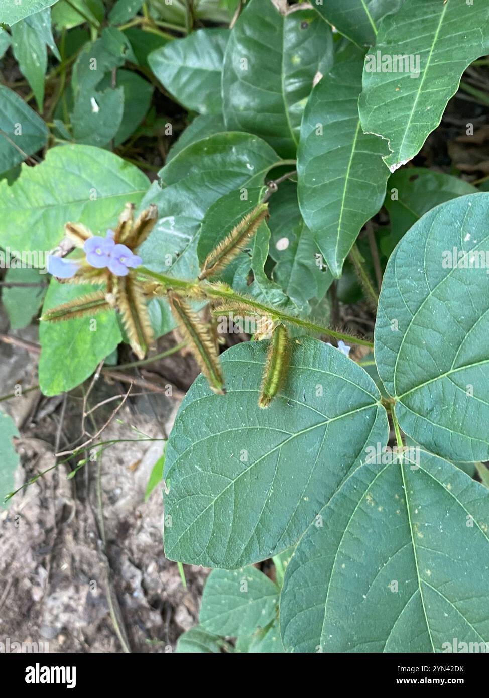 Calopo (Calopogonium mucunoides Stock Photo - Alamy