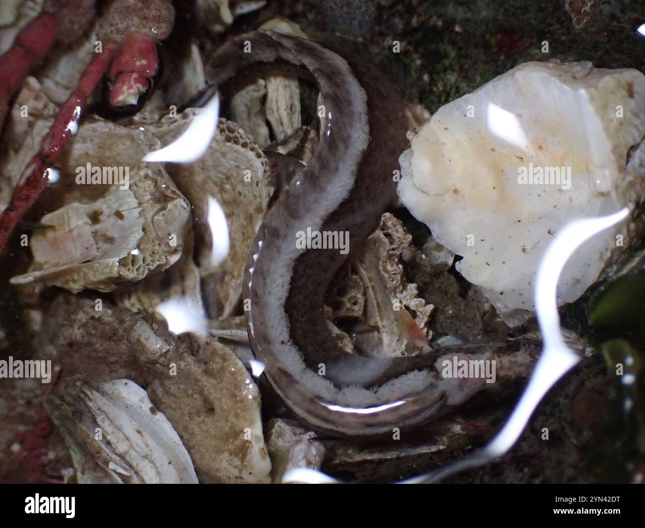 High Cockscomb (Anoplarchus purpurescens Stock Photo - Alamy