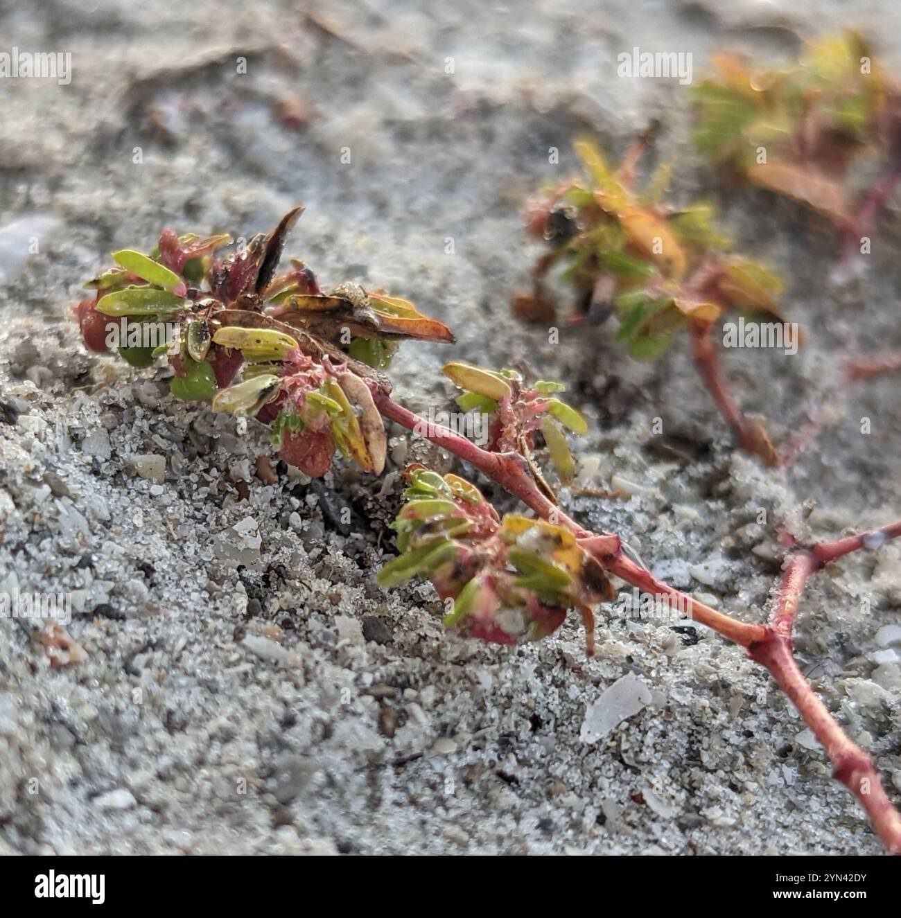 Southern Seaside Spurge (Euphorbia bombensis Stock Photo - Alamy