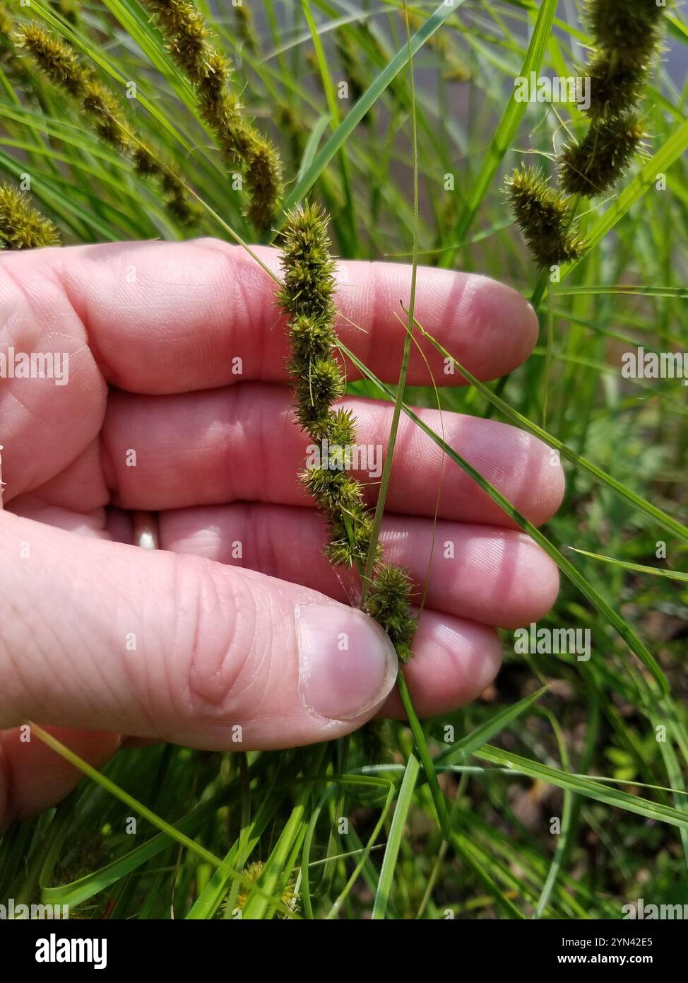 fox sedge (Carex vulpinoidea Stock Photo - Alamy