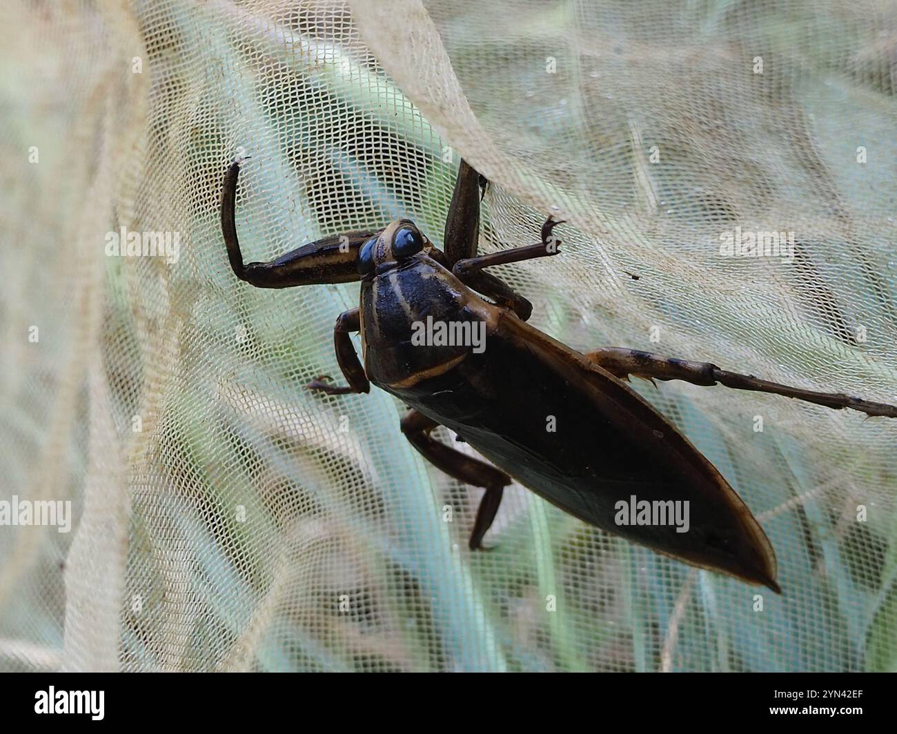 Asian Giant Water Bug (Lethocerus indicus Stock Photo - Alamy