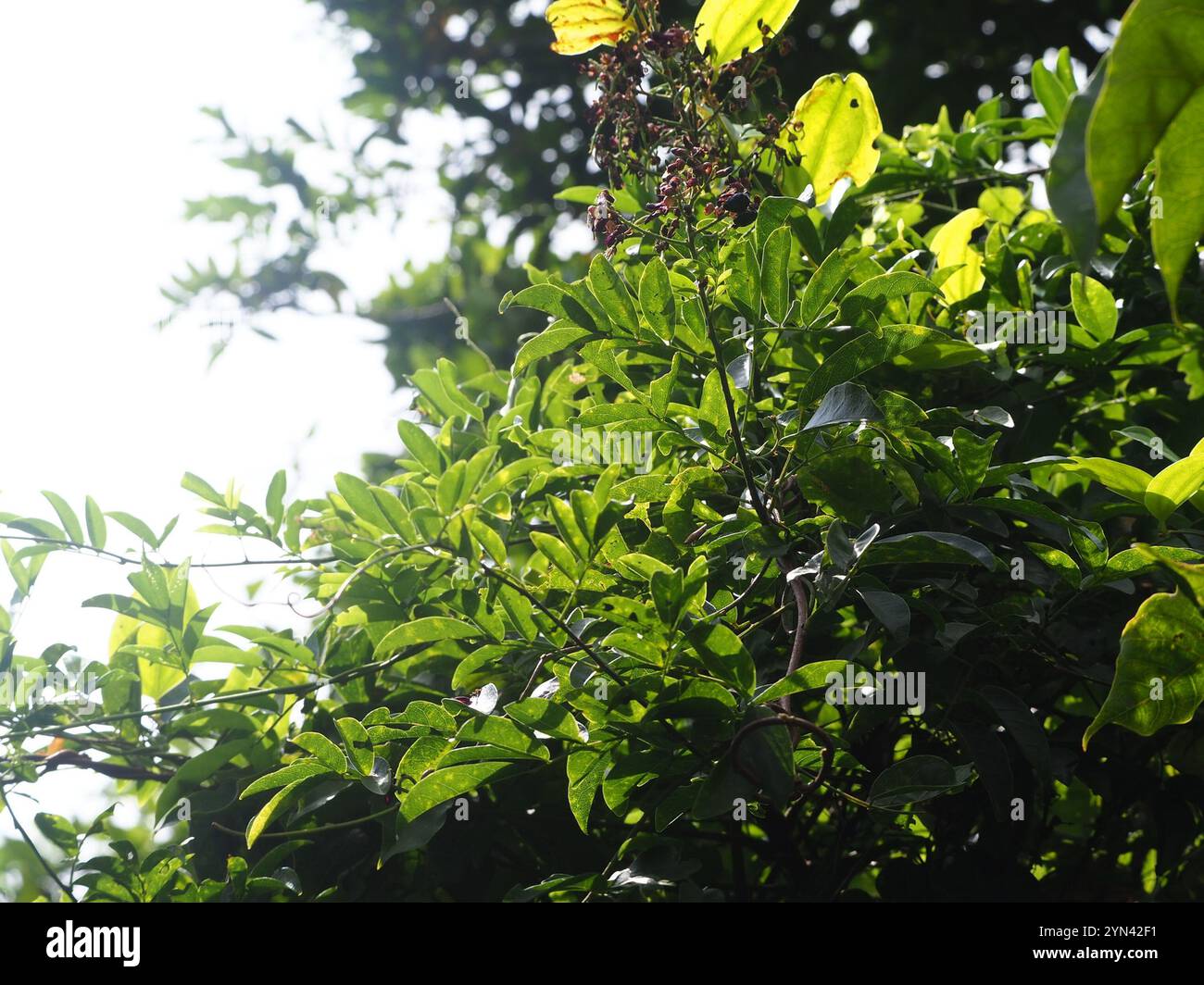 Evergreen Wisteria (Wisteriopsis reticulata Stock Photo - Alamy