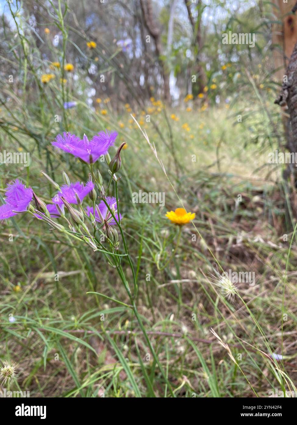 Common fringe lily thysanotus tuberosus hi-res stock photography and ...