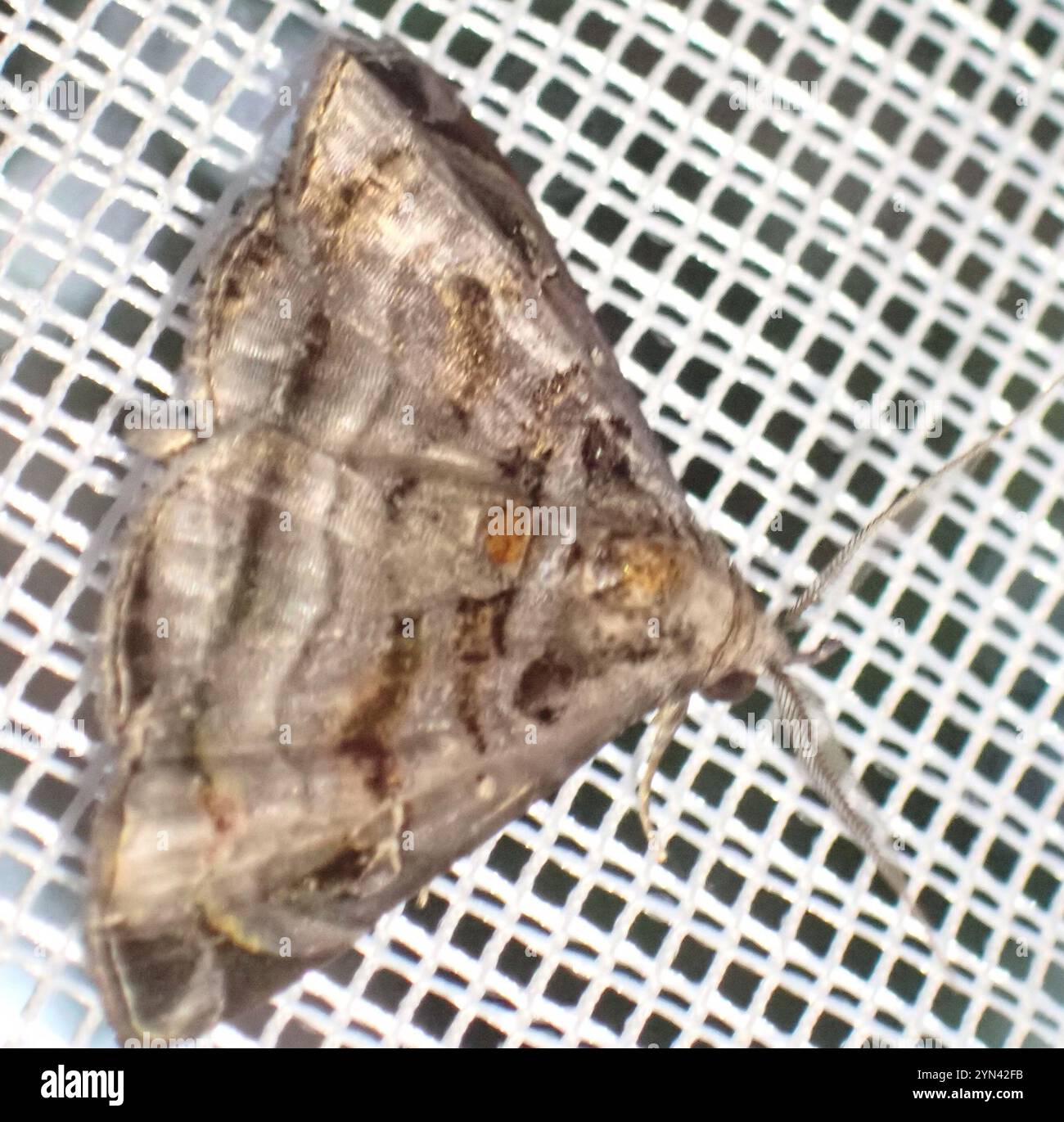 Owlet Moths and Allies (Noctuoidea Stock Photo - Alamy