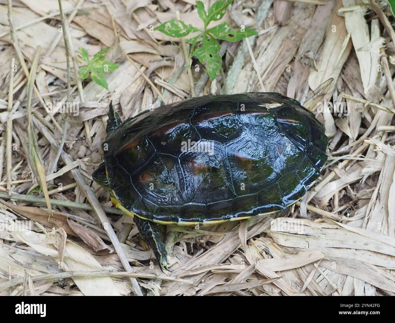 Common thread turtle (Mauremys sinensis Stock Photo - Alamy