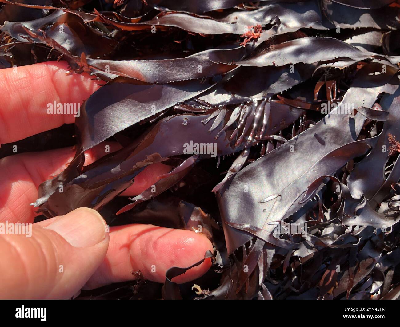 Prionitis hi-res stock photography and images - Alamy