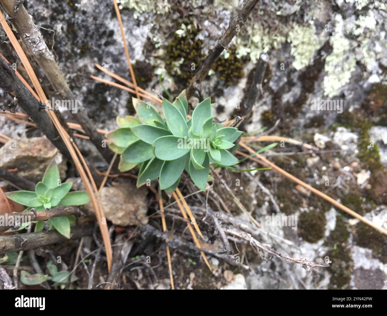 Balkan toadflax (Linaria dalmatica Stock Photo - Alamy