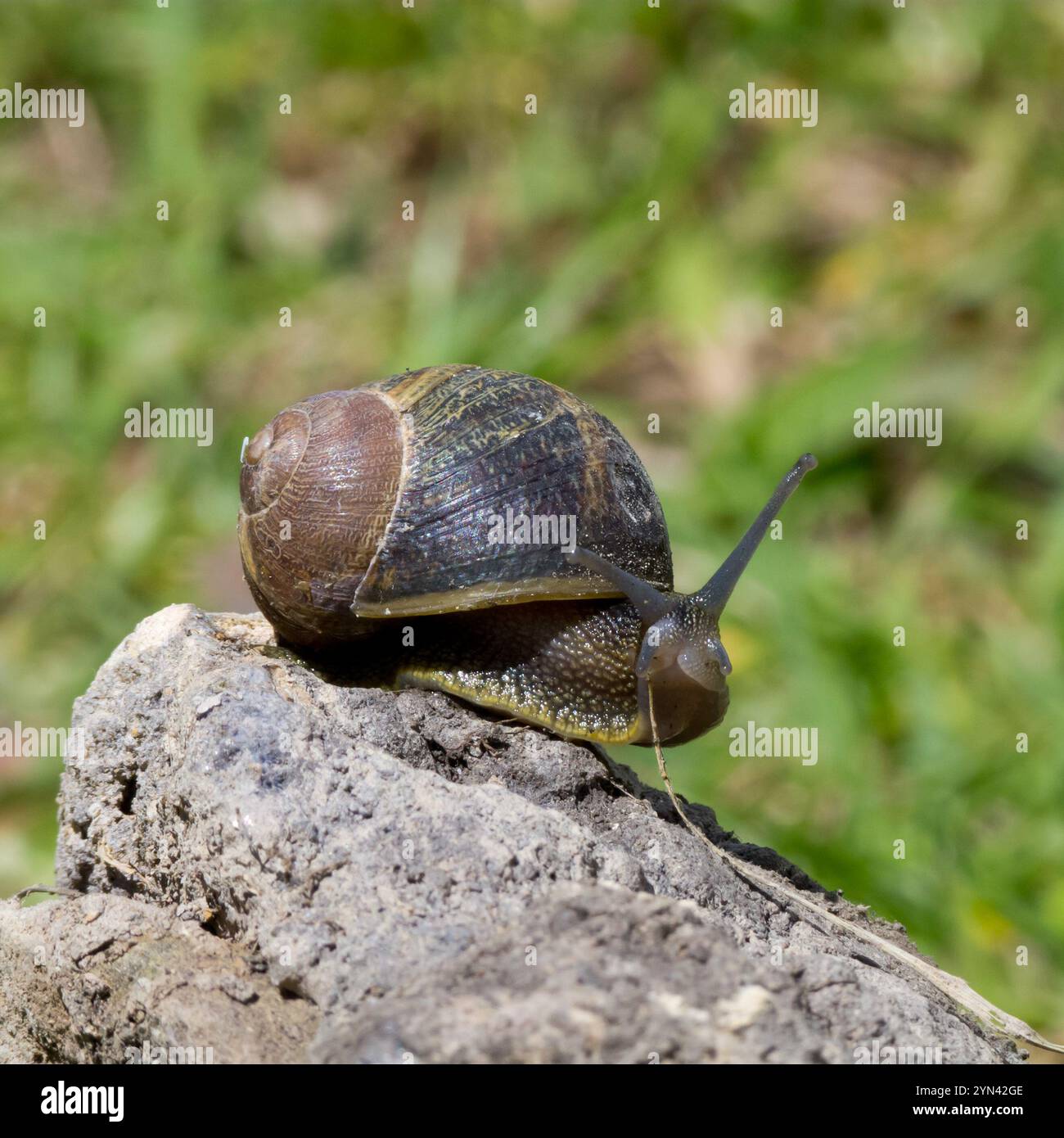 Garden Snail (Cornu aspersum Stock Photo - Alamy