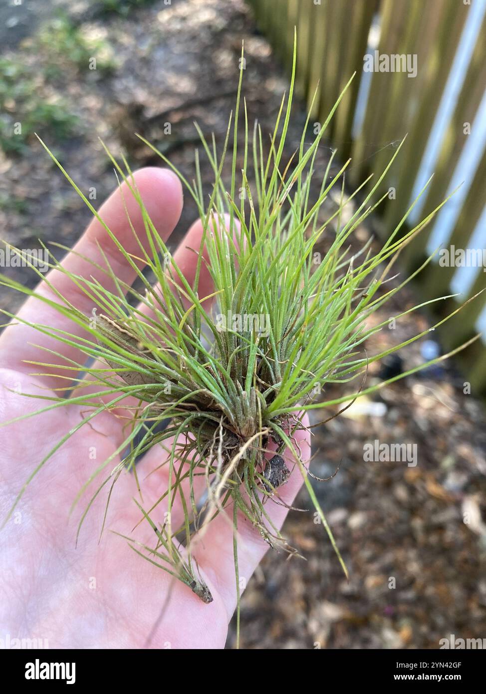 southern needleleaf airplant (Tillandsia setacea Stock Photo - Alamy