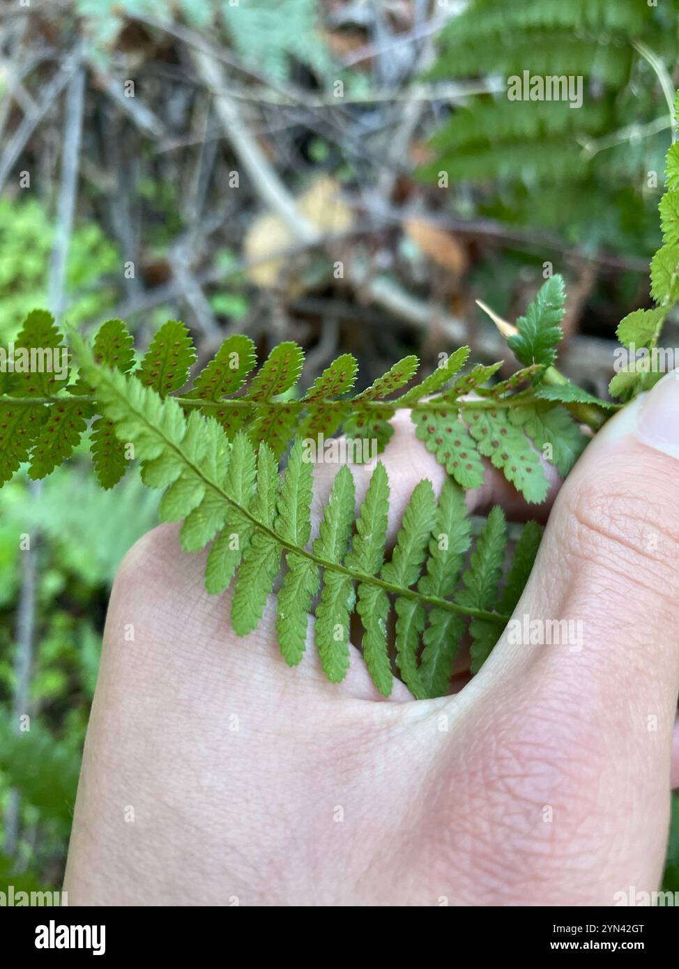 coastal woodfern (Dryopteris arguta Stock Photo - Alamy