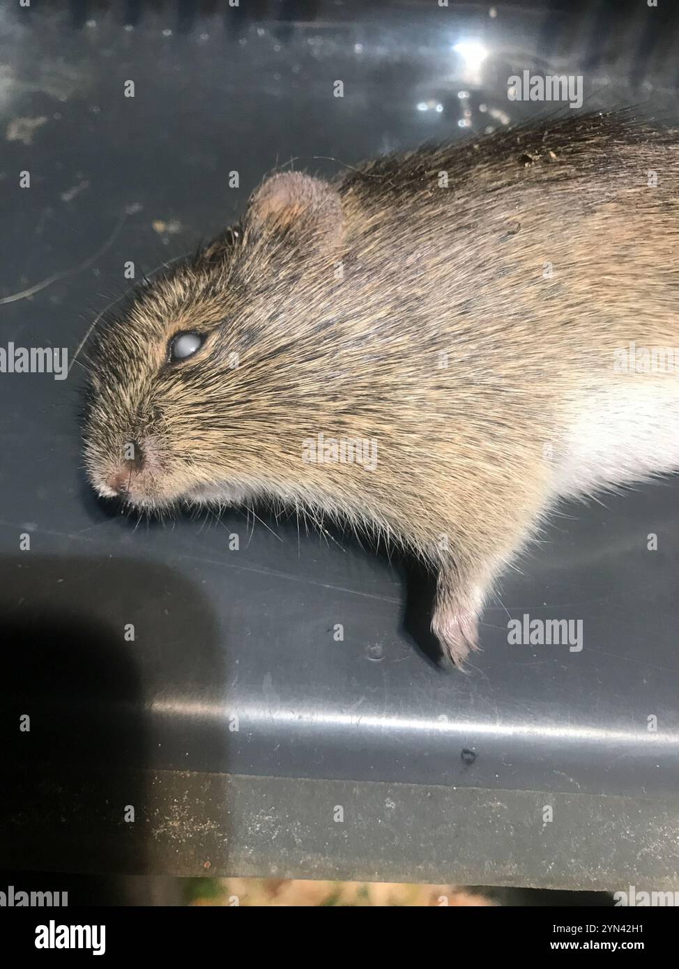 Hispid Cotton Rat (Sigmodon hispidus Stock Photo - Alamy