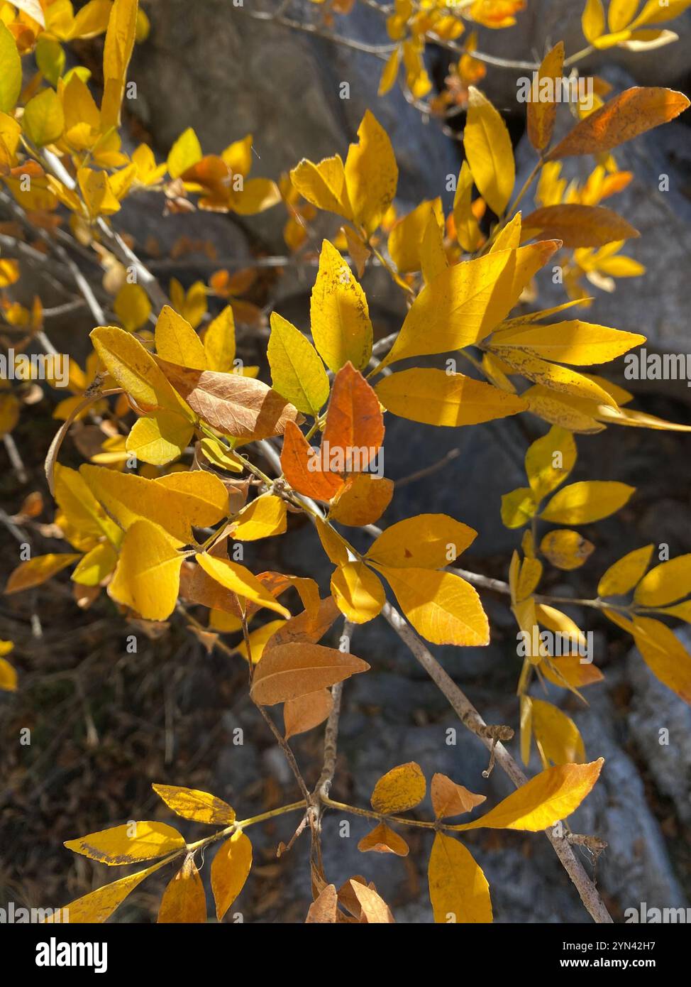 velvet ash (Fraxinus velutina Stock Photo - Alamy