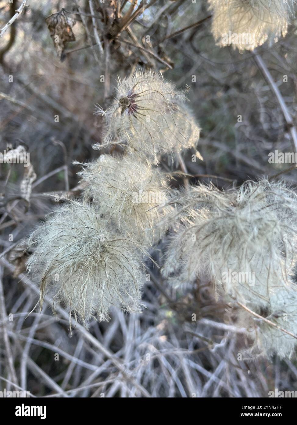 Pipestem Clematis (Clematis lasiantha Stock Photo - Alamy