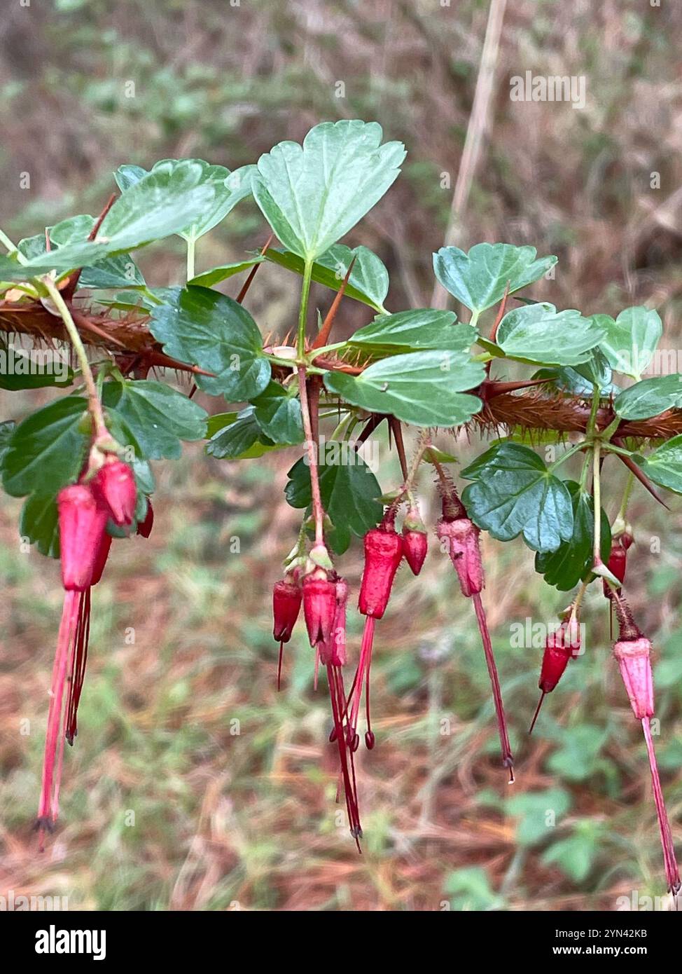 Fuchsiaflower hi-res stock photography and images - Alamy