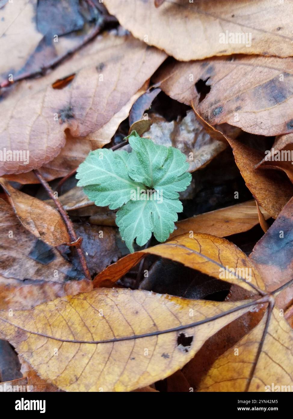 Two-leaved Toothwort (Cardamine diphylla Stock Photo - Alamy