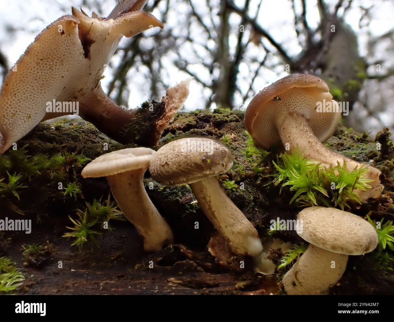 Winter polypore (Lentinus brumalis Stock Photo - Alamy