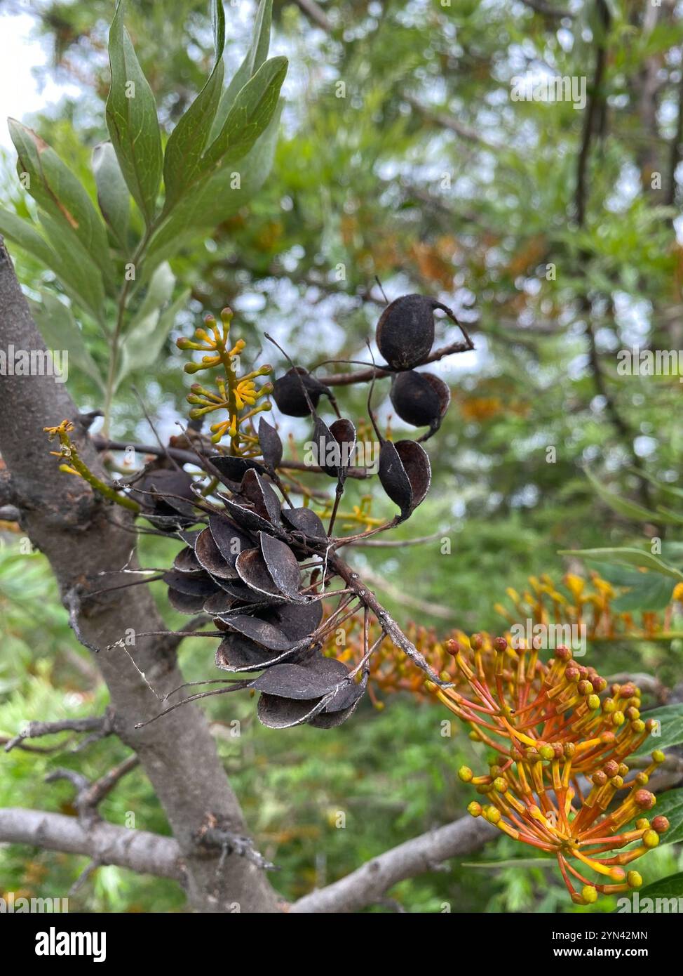 silk oak (Grevillea robusta Stock Photo - Alamy