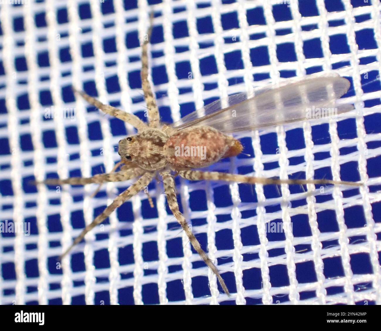 Thin-legged Wolf Spiders (Pardosa Stock Photo - Alamy
