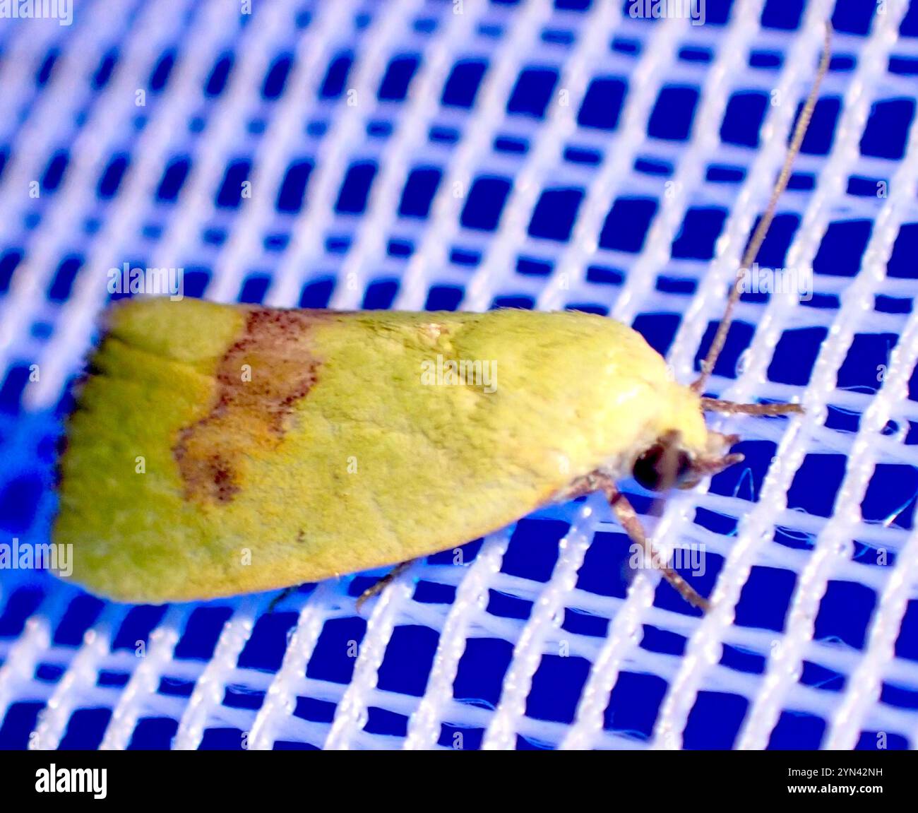 Spiny bollworm hi-res stock photography and images - Alamy
