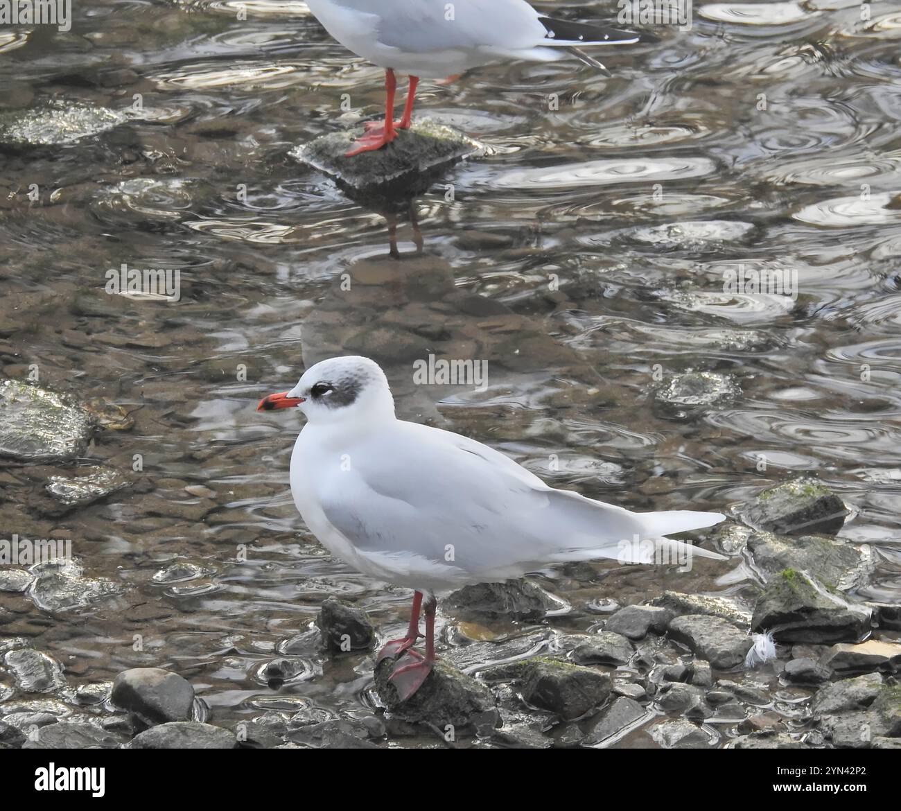 Mediterranean Gull (Ichthyaetus melanocephalus Stock Photo - Alamy
